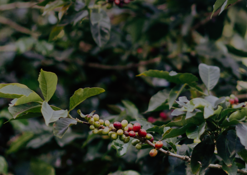 Distinguished Roasts,Exceptional Brews | Bean Exchange