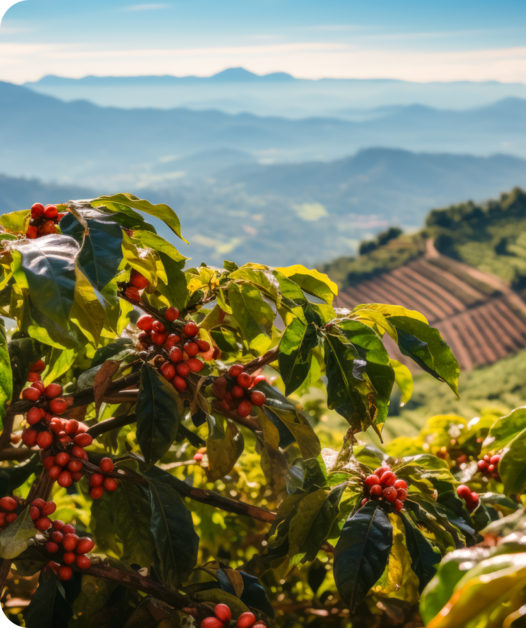 About Us - Bean Exchange