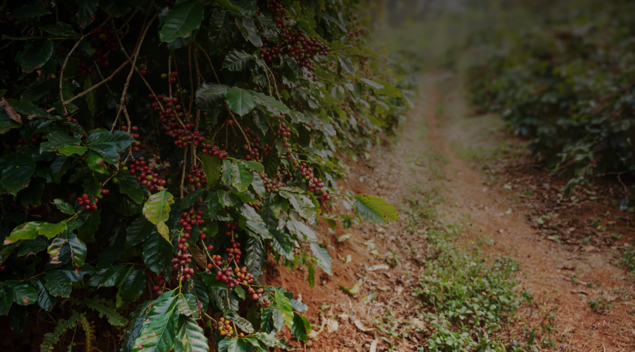 About Us - Bean Exchange