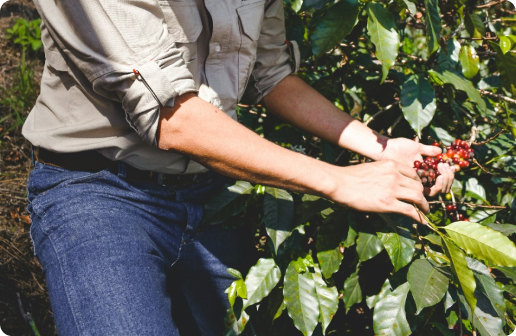 About Us - Bean Exchange